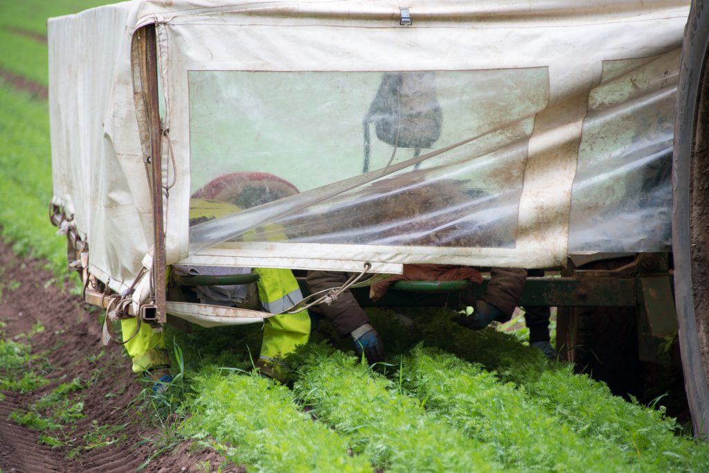Hand weeding carrots. | Taylor Organic Farms